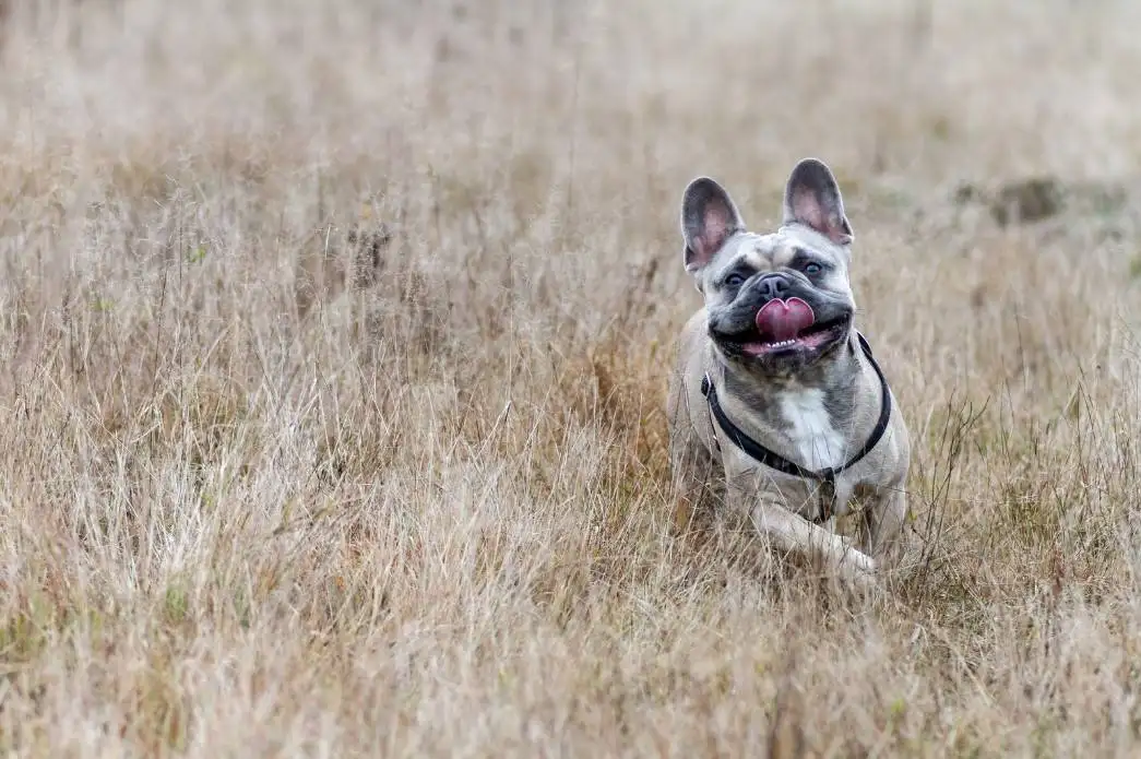 French Bulldog DNA Efrenchies French Bulldog DNA Efrenchies