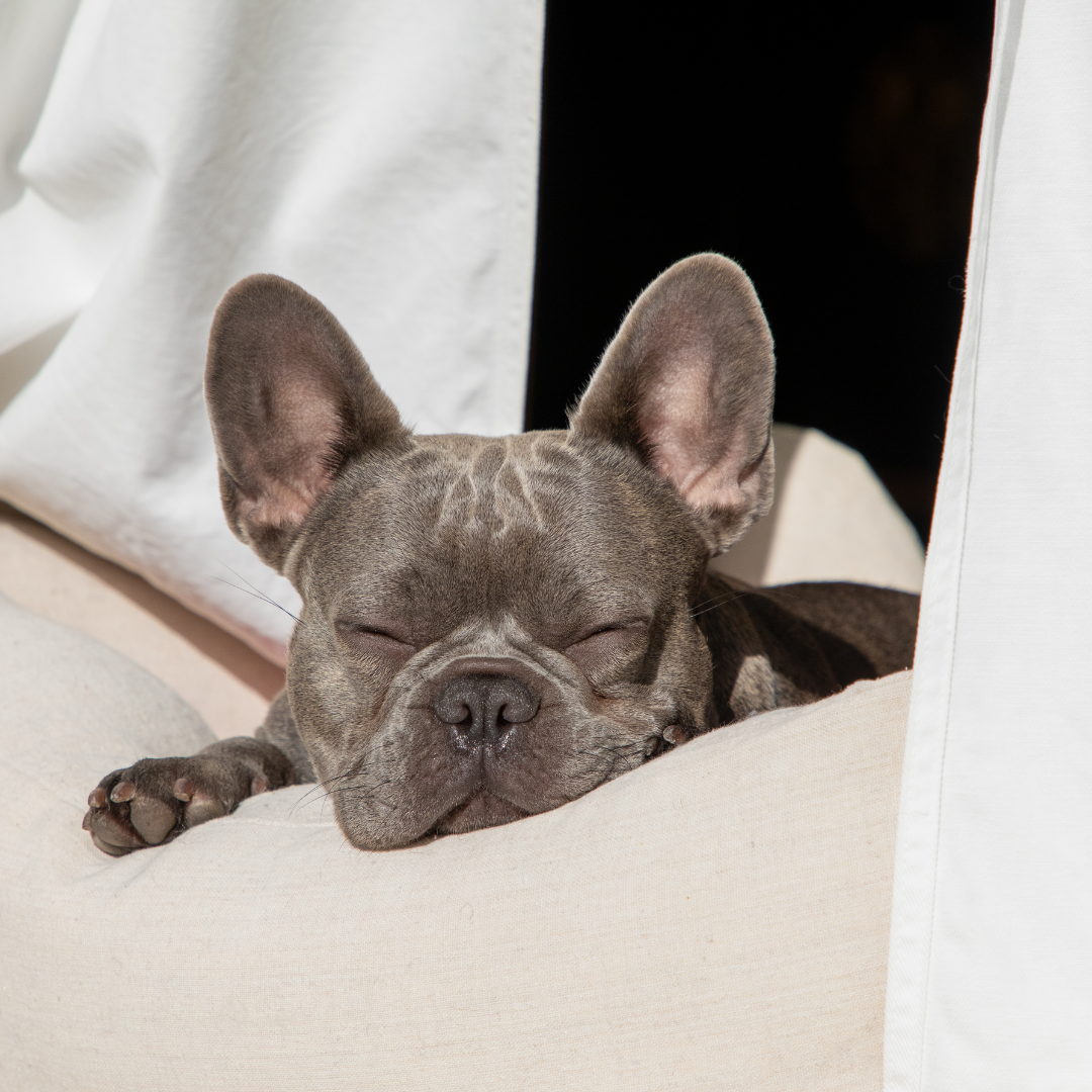 Exotic Frenchies For Sale | We Can Safely Deliver To Any State