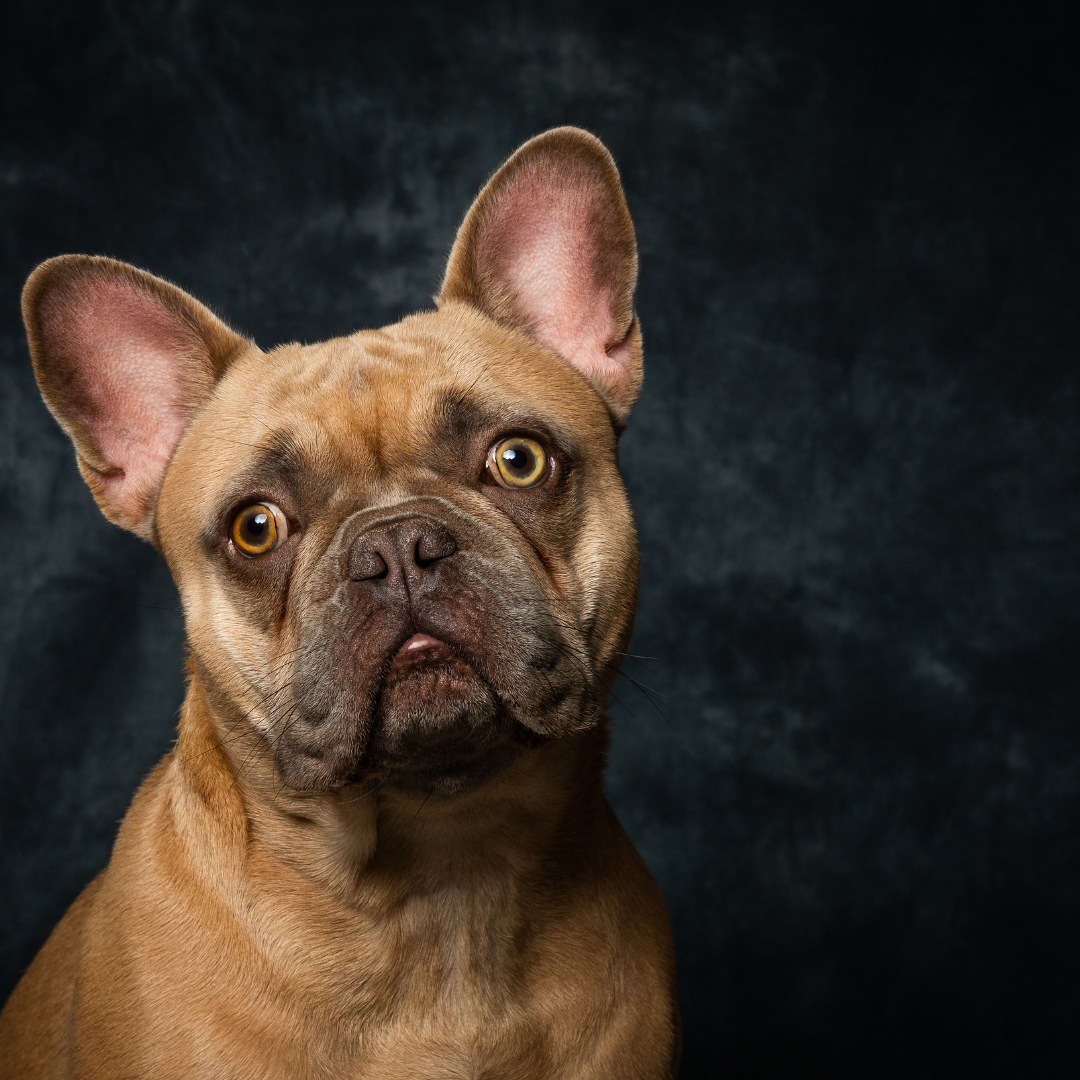 Exotic Frenchies For Sale | We Can Safely Deliver To Any State